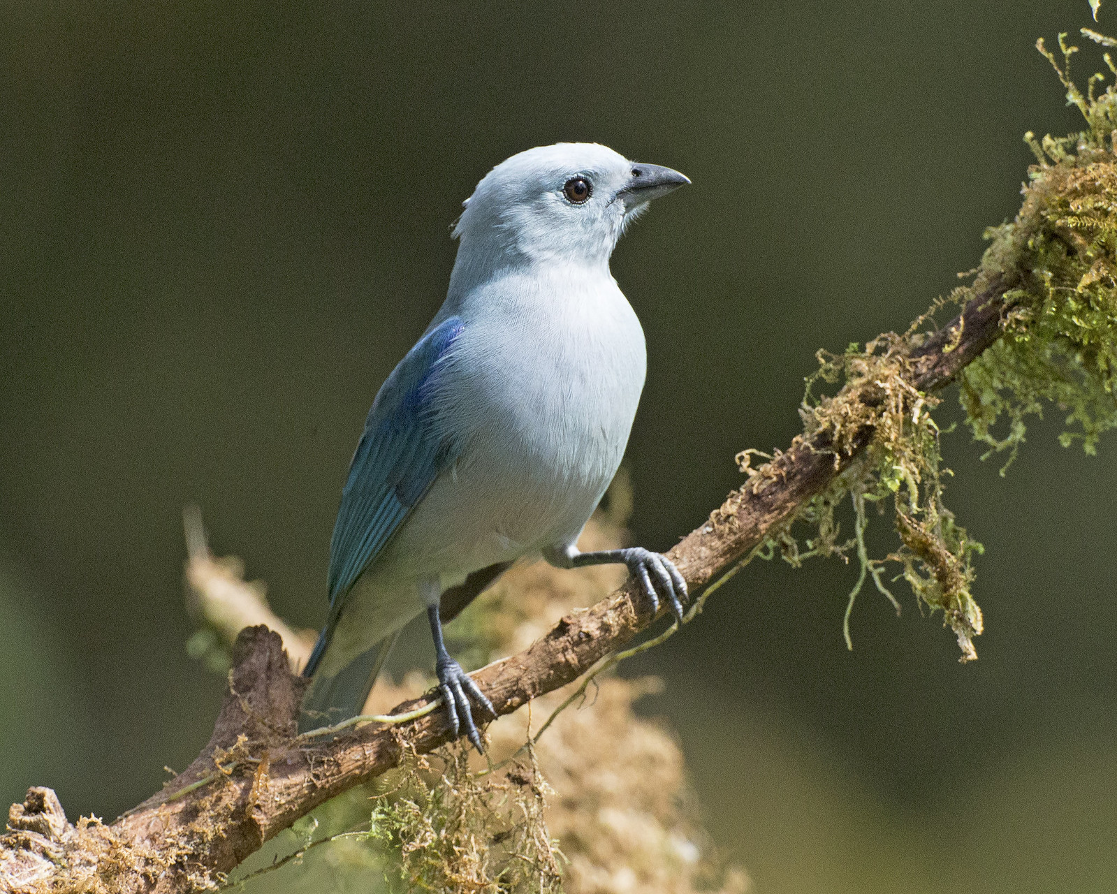 Definitive Guide To Blue-gray Tanager Facts, Habitat, Conservation ...