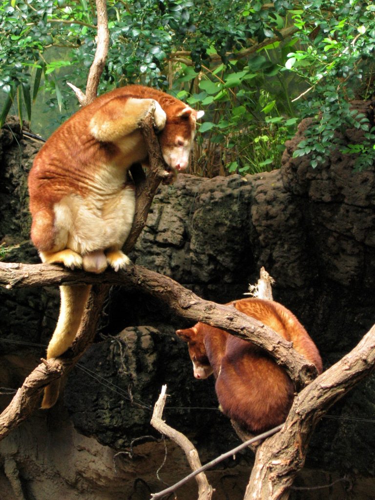 Matschie's Tree Kangaroo Facts, Habitat, Conservation Status, Zoo ...