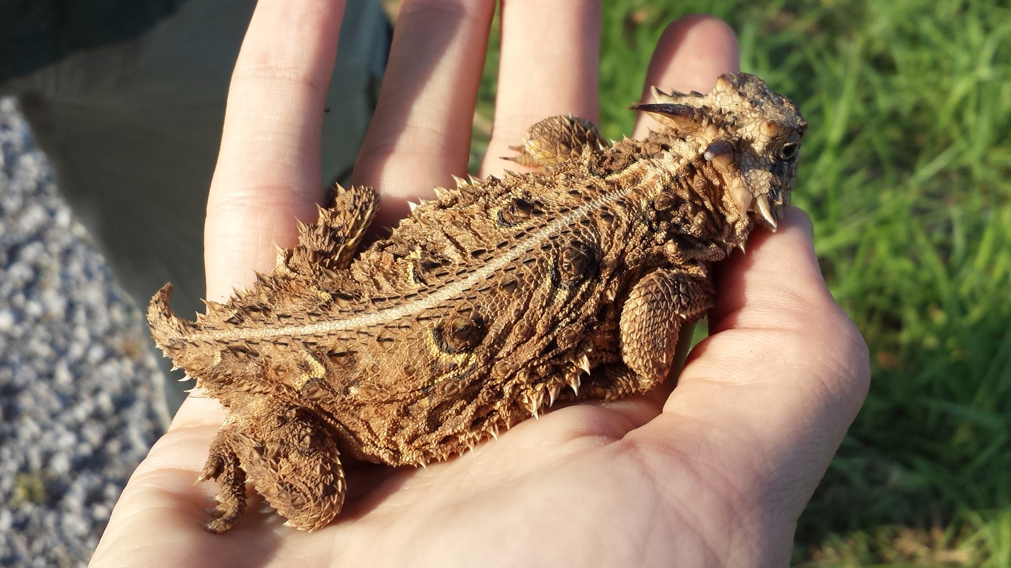 Definitive Guide To Texas Horned Lizard Facts, Habitat, Conservation ...