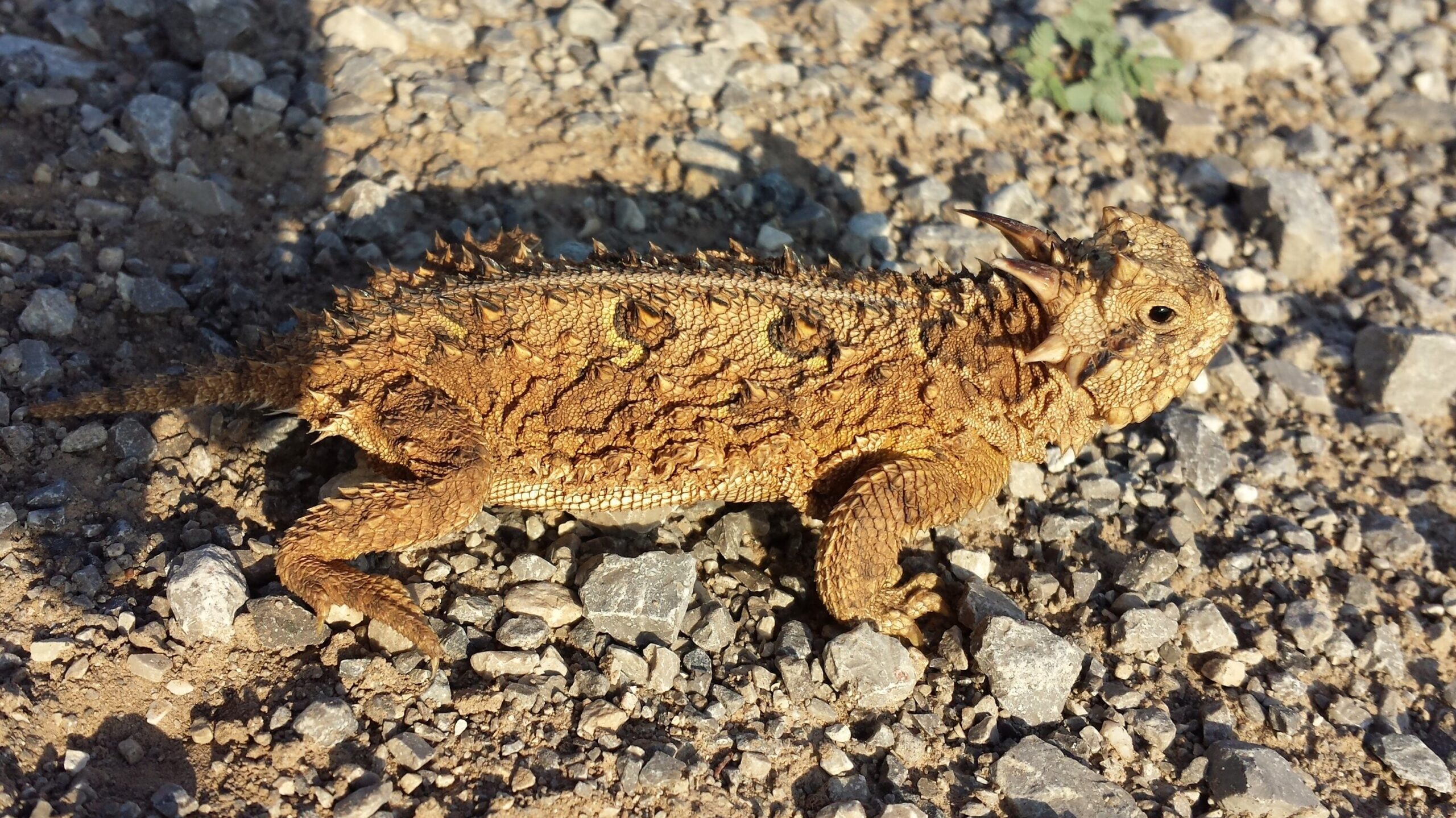 Definitive Guide To Texas Horned Lizard Facts, Habitat, Conservation ...