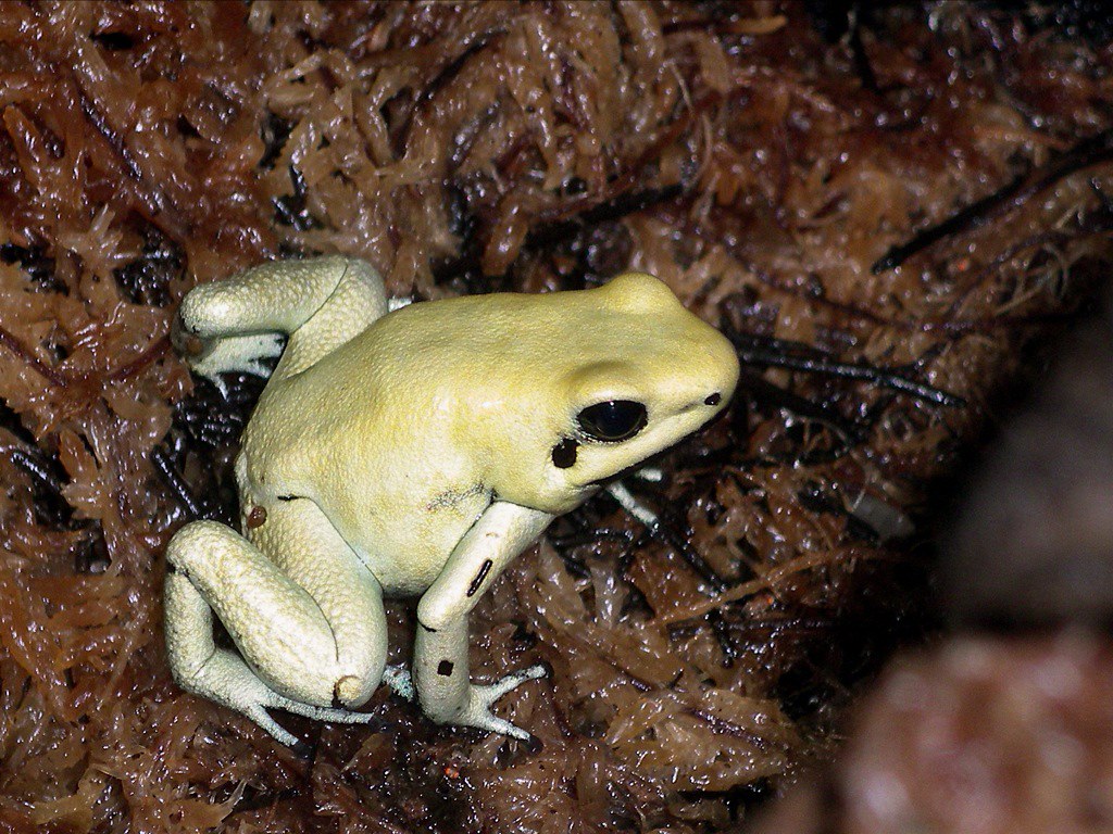 Definitive Guide To Black-legged Poison Dart Frog Facts, Habitat ...