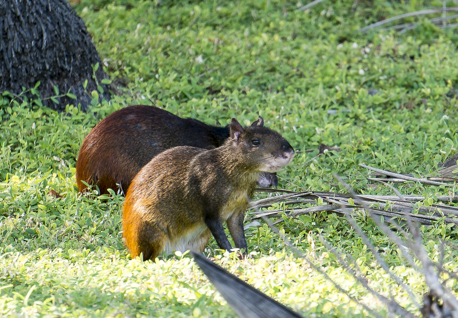 Definitive Guide To Red-rumped Agouti Facts, Habitat, Conservation ...