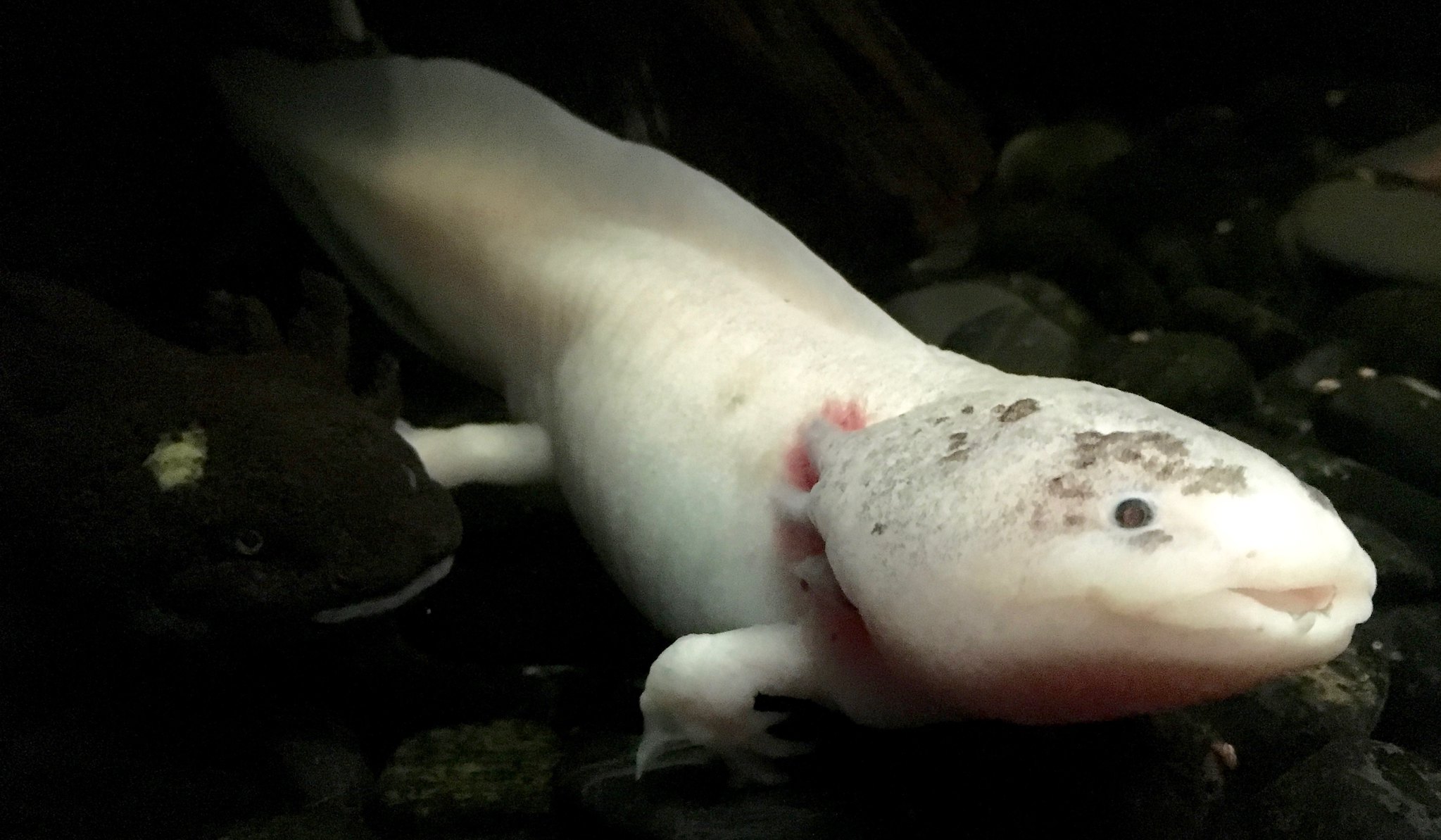 Definitive Guide To Axolotl Facts, Habitat, Conservation Status, Zoo ...