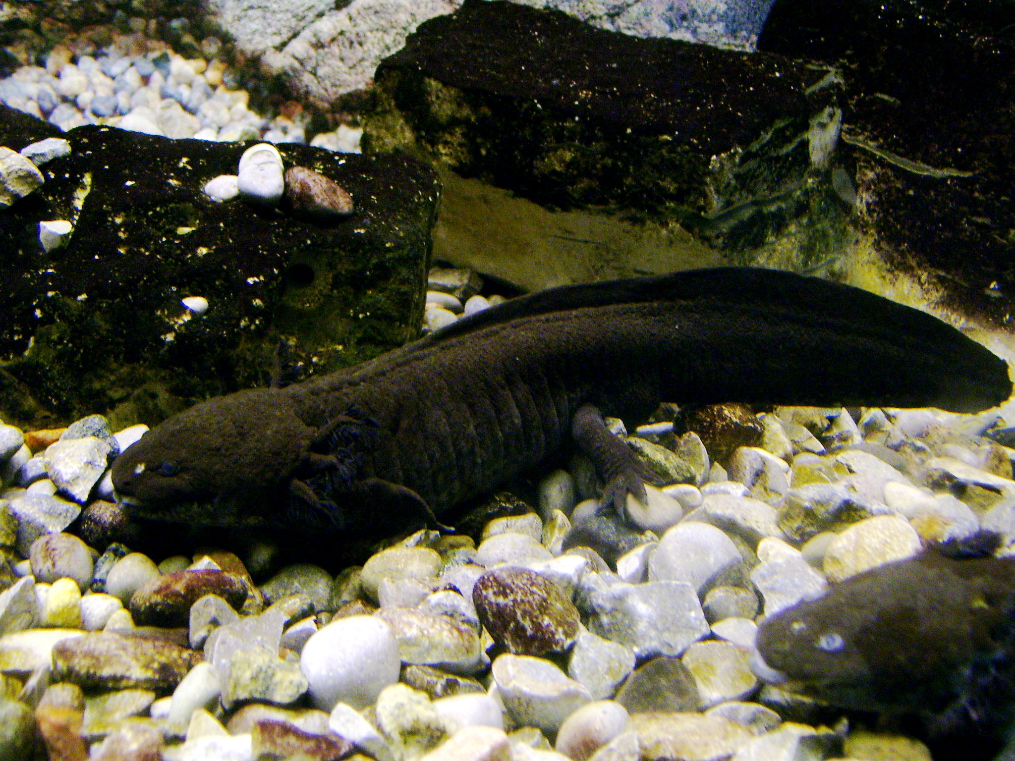 Definitive Guide To Axolotl Facts, Habitat, Conservation Status, Zoo ...