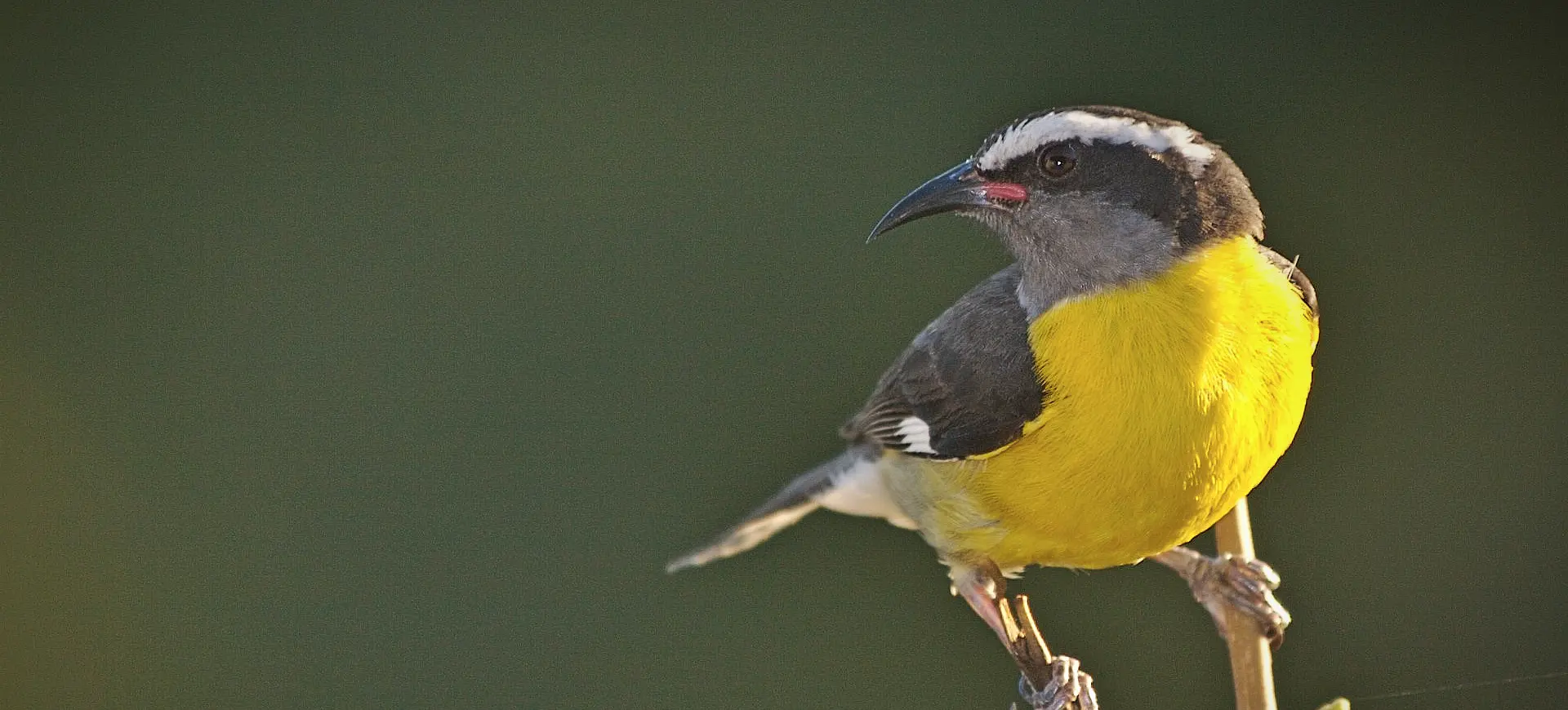 Red-capped Cardinal Facts, Habitat, Conservation Status, Zoo ...