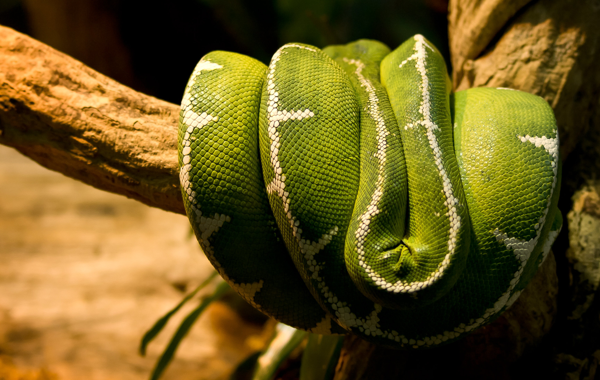 Emerald Tree Boa Facts, Habitat, Conservation Status, Zoo Populations ...