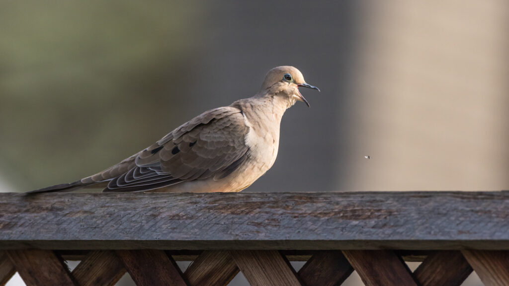 Definitive Guide To Mourning Dove Facts, Habitat, Conservation Status ...