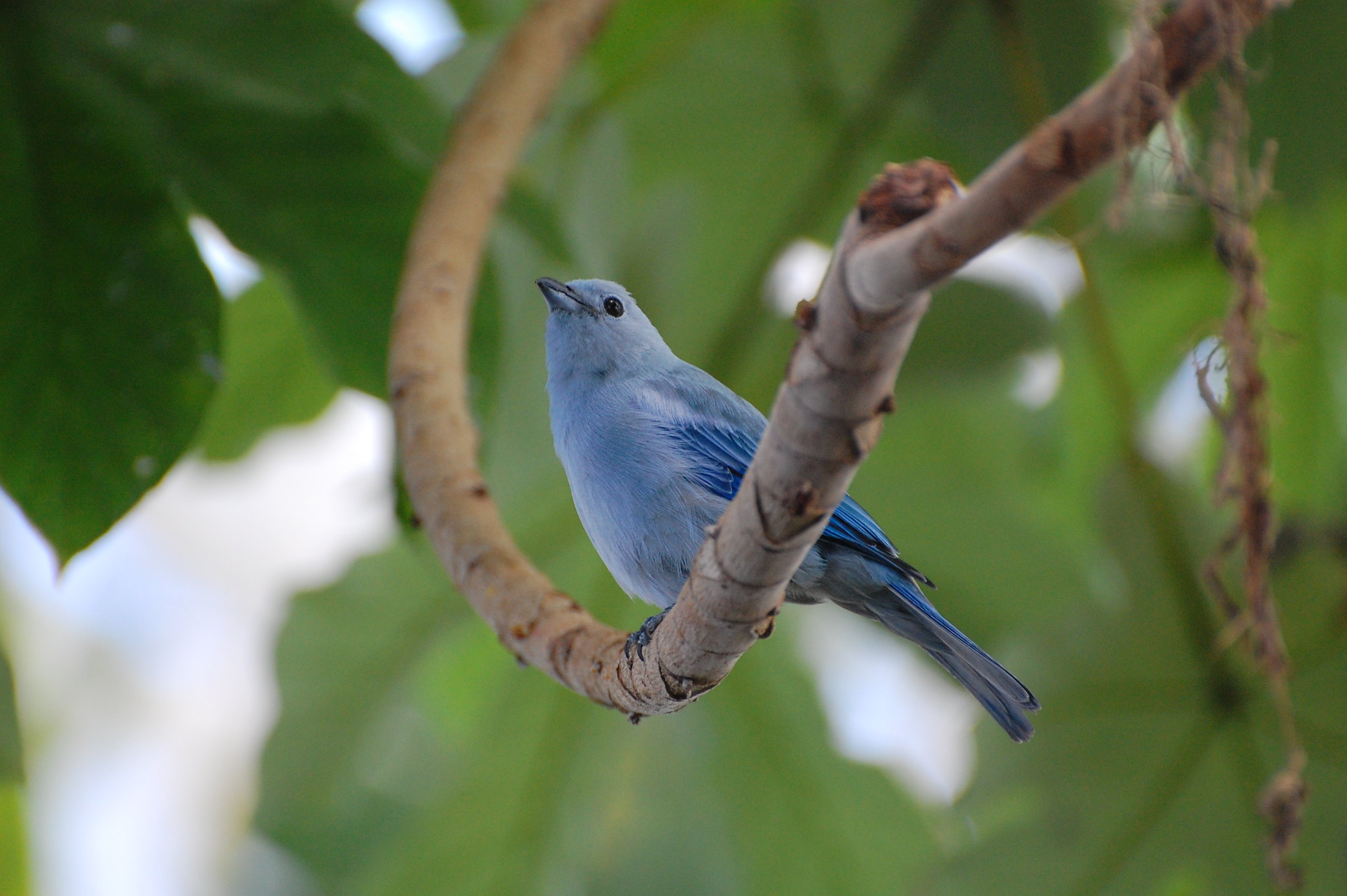 Definitive Guide To Blue-gray Tanager Facts, Habitat, Conservation ...