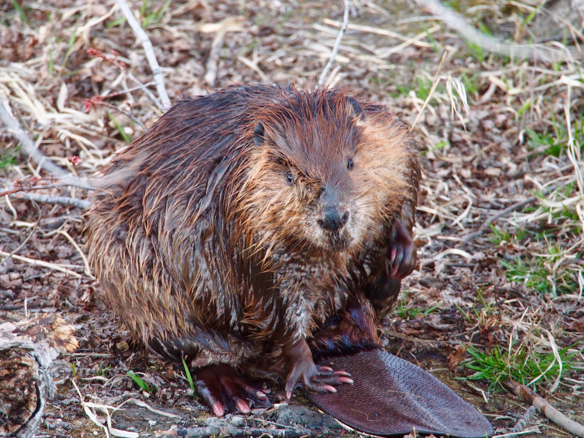 Definitive Guide To American Beaver Facts, Habitat, Conservation Status ...