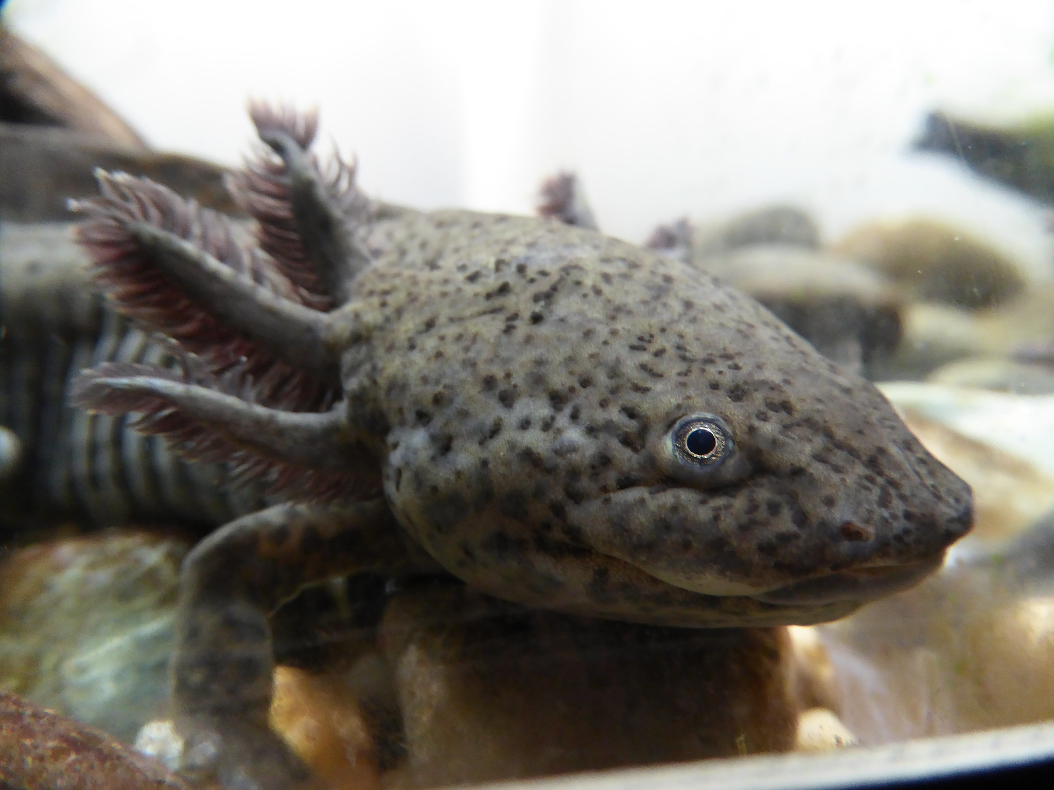 Definitive Guide To Axolotl Facts, Habitat, Conservation Status, Zoo ...