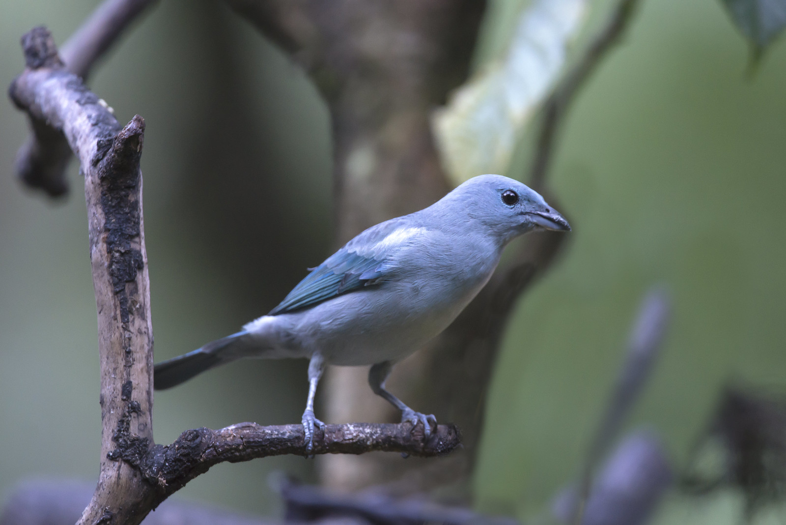 Definitive Guide To Blue-gray Tanager Facts, Habitat, Conservation ...