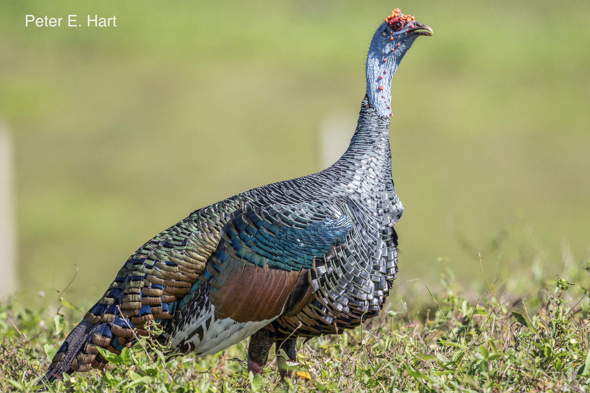 Definitive Guide To Ocellated Turkey Facts, Habitat, Conservation ...