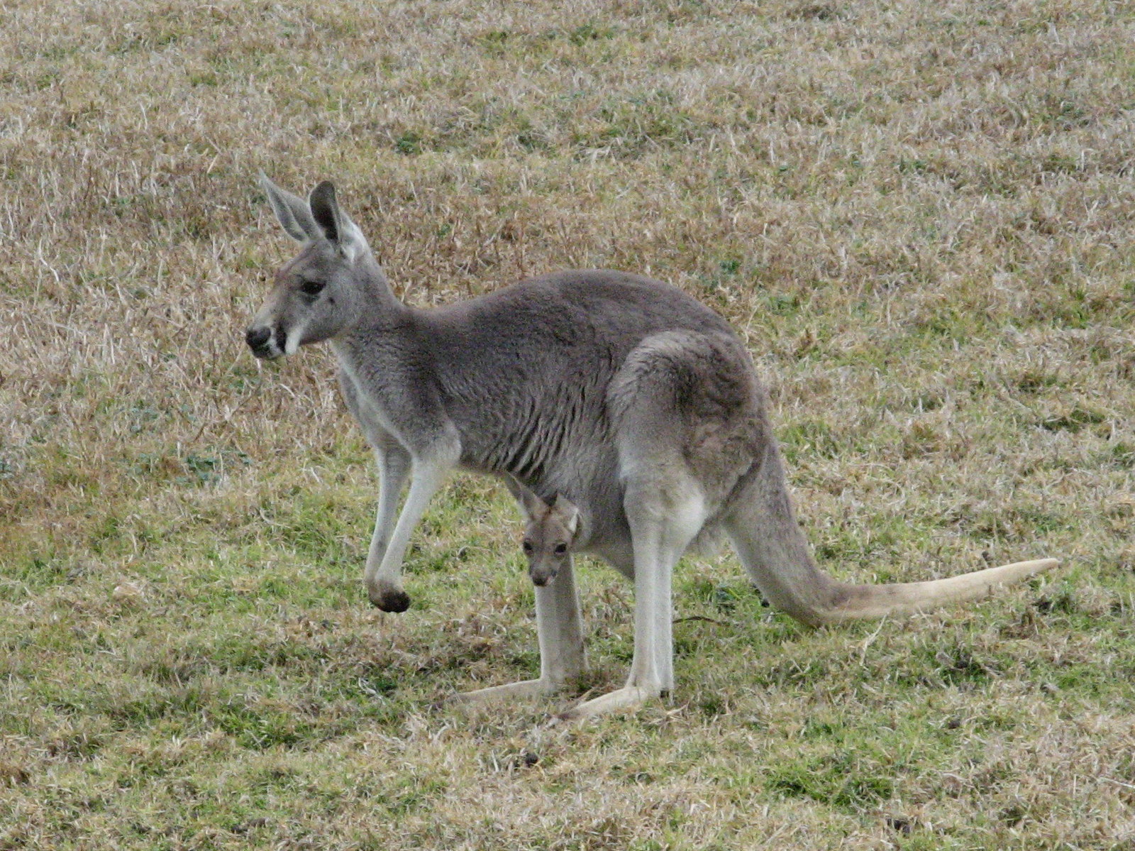 Definitive Guide To Western Gray Kangaroo Facts, Habitat, Conservation ...