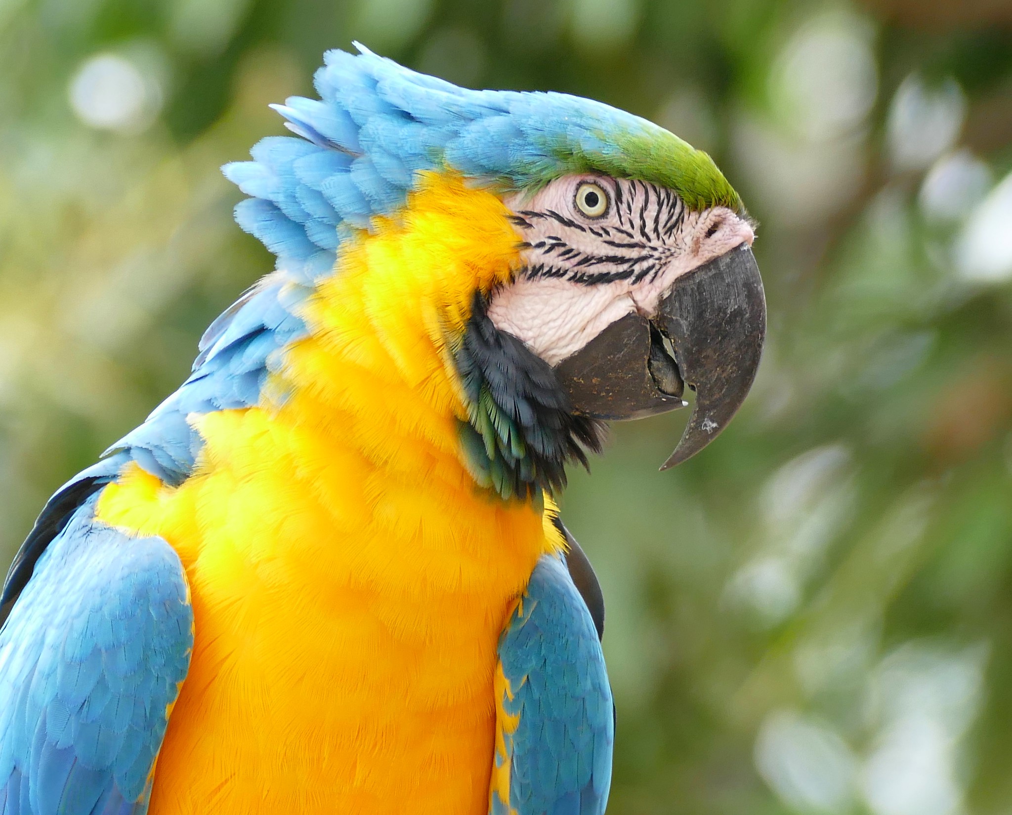 Definitive Guide To Blue-and-Yellow Macaw Facts, Habitat, Conservation Status, Zoo Populations ...