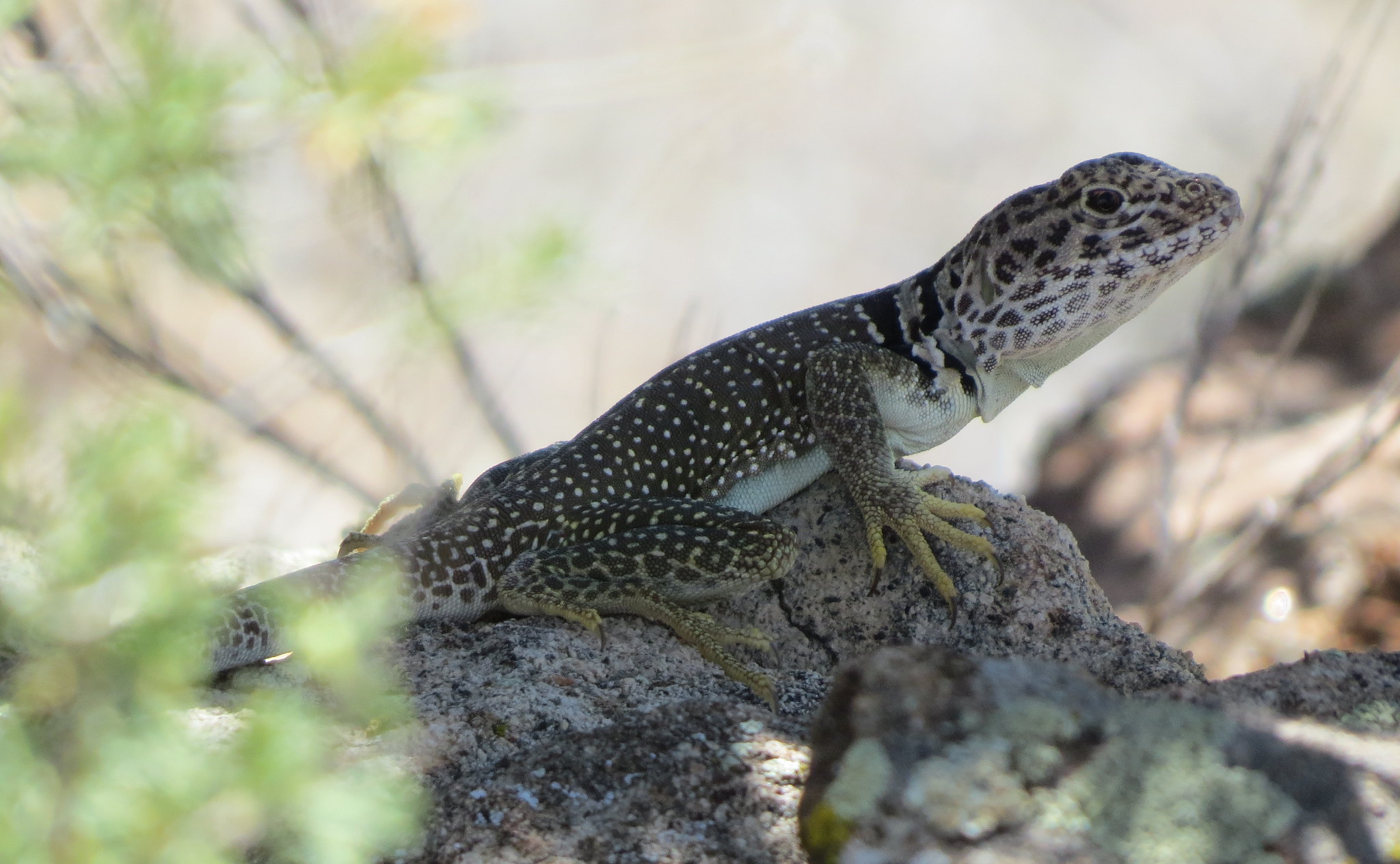 Definitive Guide To Common Collared Lizard Facts, Habitat, Conservation Status, Zoo Populations ...