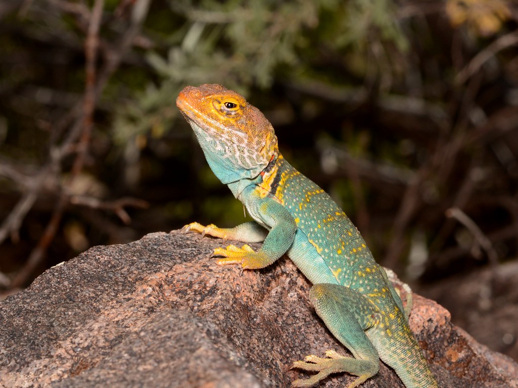 Definitive Guide To Common Collared Lizard Facts, Habitat, Conservation ...