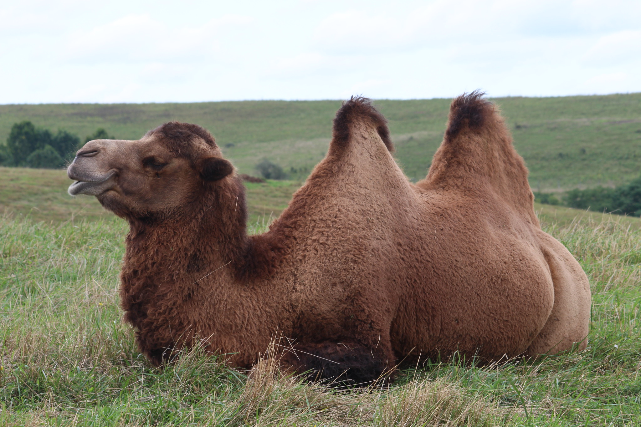 Bactrian Camel Facts, Habitat, Conservation Status, Zoo Populations ...