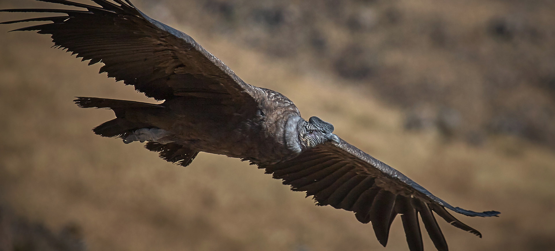 Definitive Guide To California Condor Facts, Habitat, Conservation ...