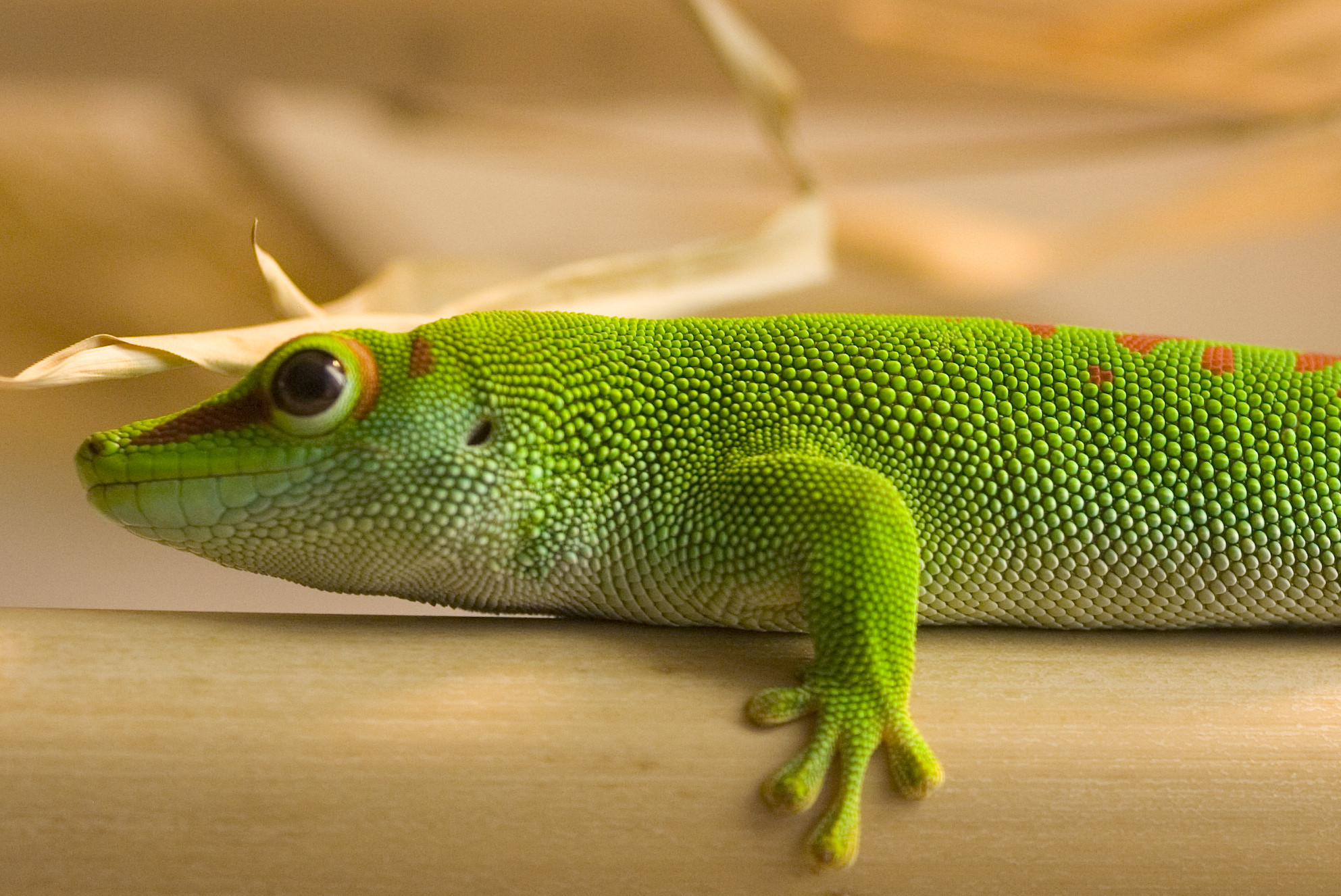 Madagascar Day Gecko Facts, Habitat, Conservation Status, Zoo ...