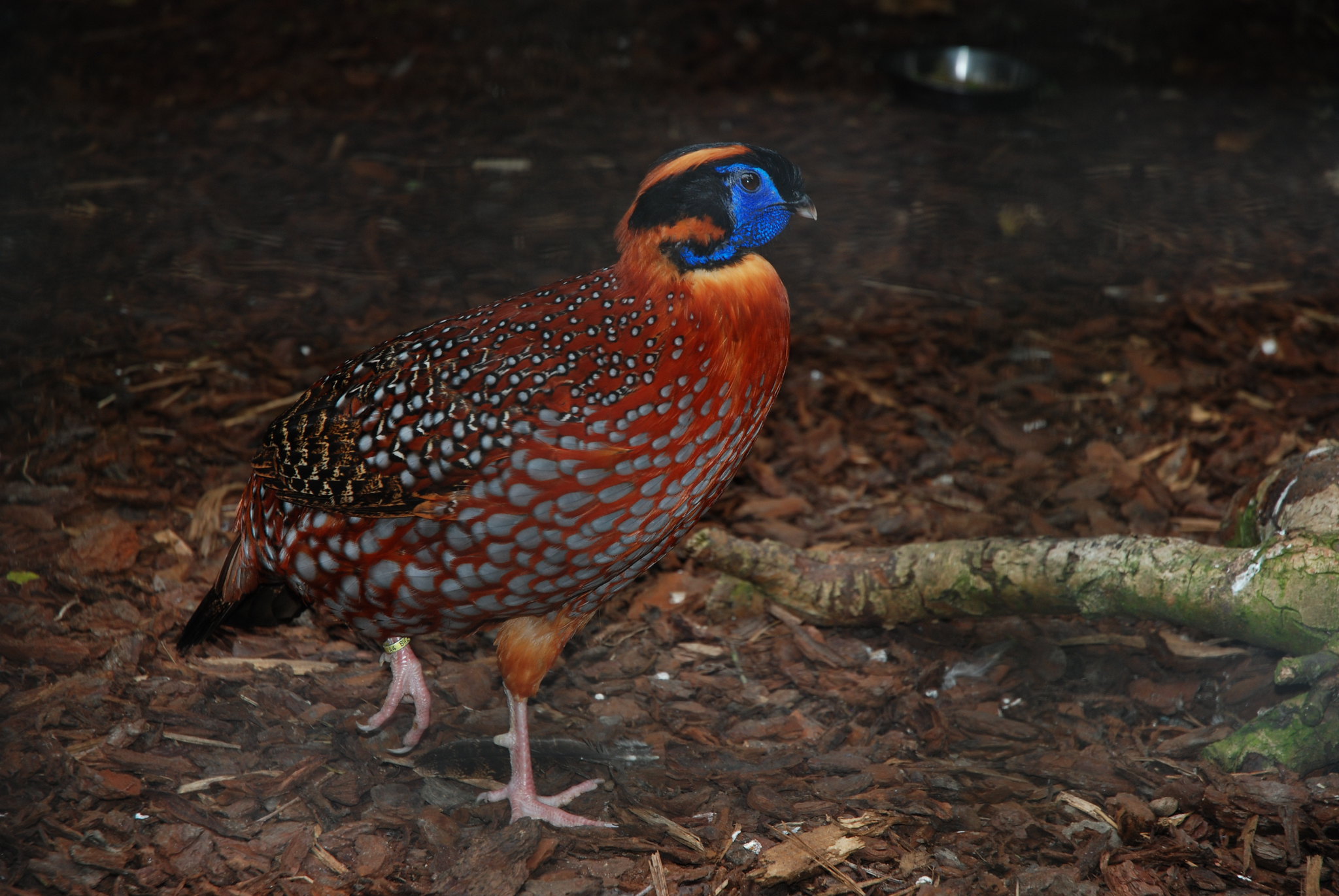 Definitive Guide To Temminck's Tragopan Facts, Habitat, Conservation ...