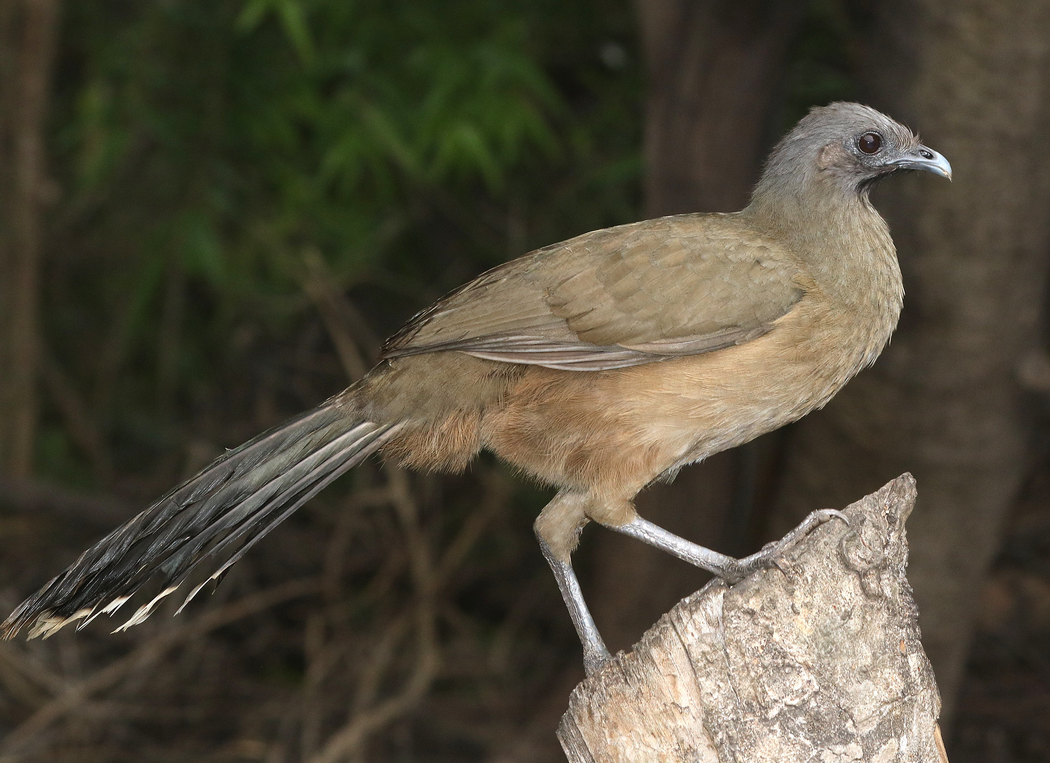 Definitive Guide To Plain Chachalaca Facts, Habitat, Conservation ...