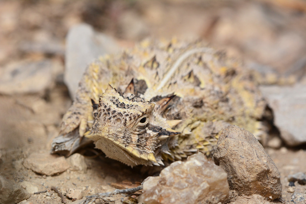 Definitive Guide To Texas Horned Lizard Facts, Habitat, Conservation ...