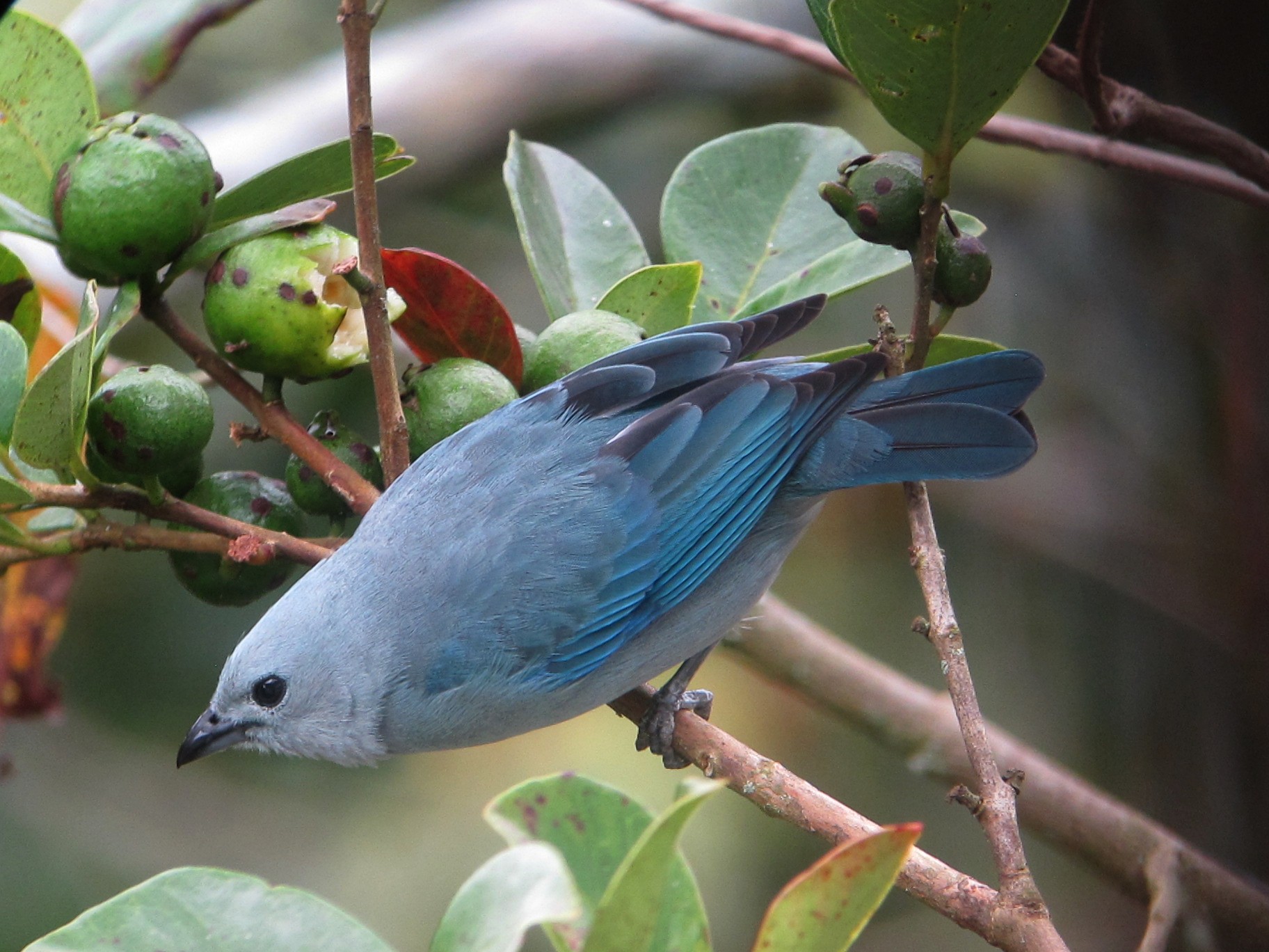 Definitive Guide To Blue-gray Tanager Facts, Habitat, Conservation ...