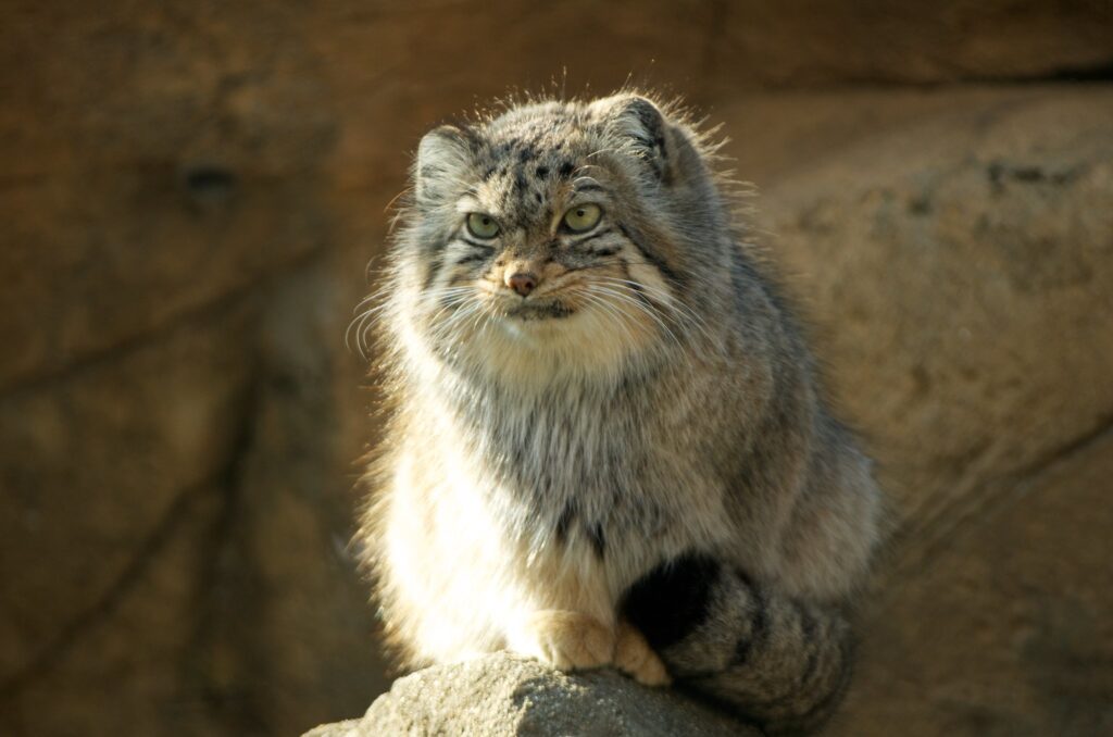 Pallas S Cat Facts Habitat Conservation Status Zoo Populations
