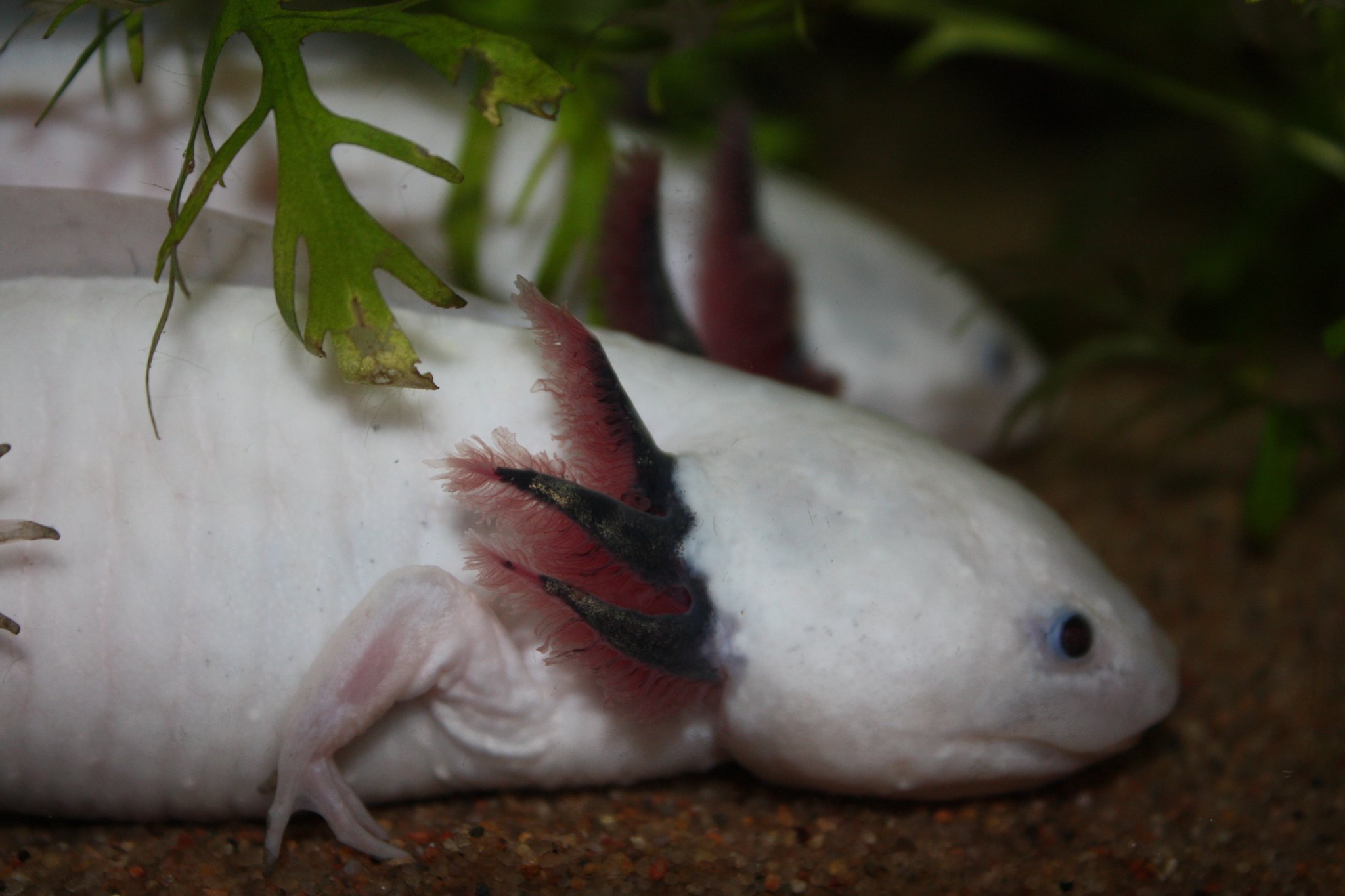Definitive Guide To Axolotl Facts, Habitat, Conservation Status, Zoo ...