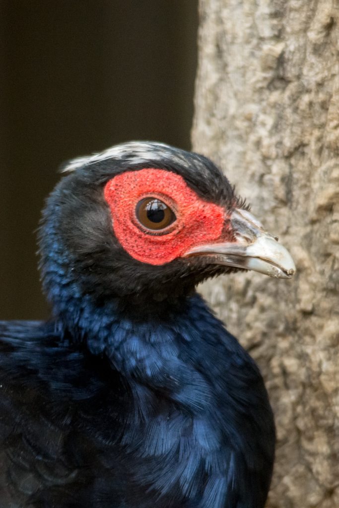 Edwards's Pheasant Facts, Habitat, Conservation Status, Zoo Populations ...