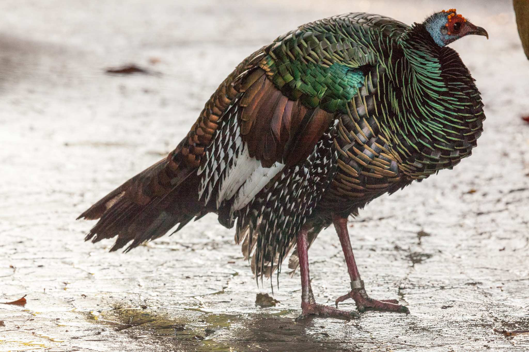 Definitive Guide To Ocellated Turkey Facts, Habitat, Conservation ...