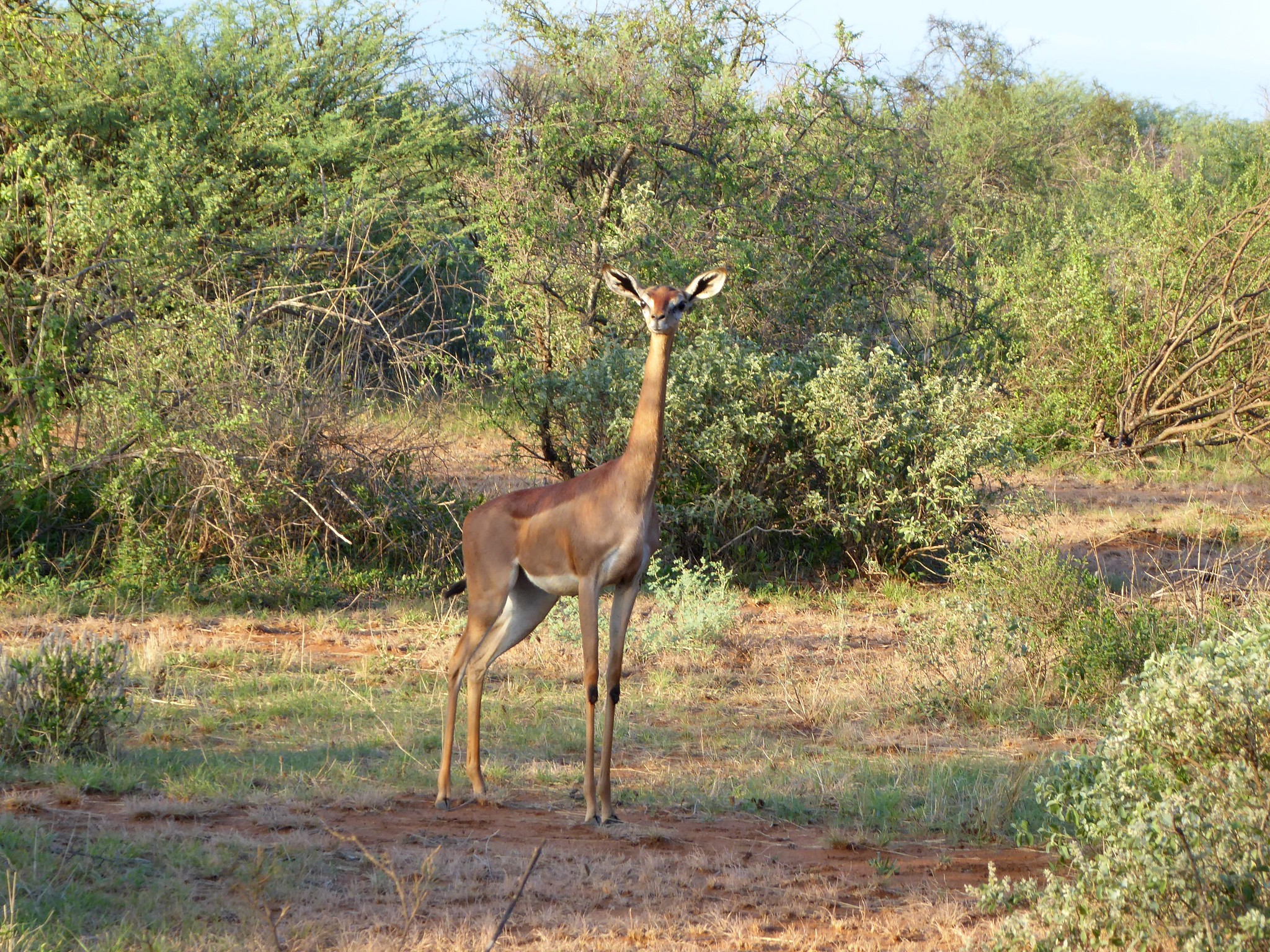 Definitive Guide To Gerenuk Facts Habitat Conservation Status Zoo
