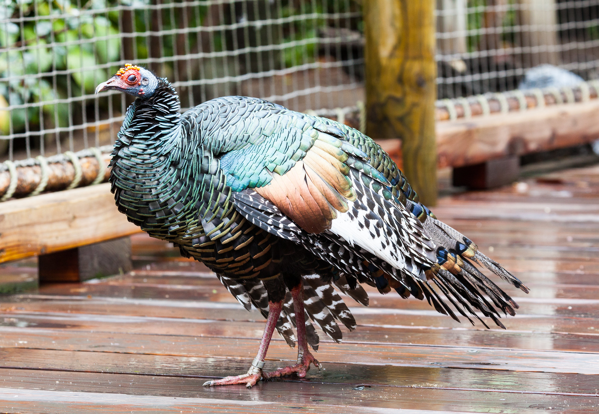 Definitive Guide To Ocellated Turkey Facts, Habitat, Conservation ...