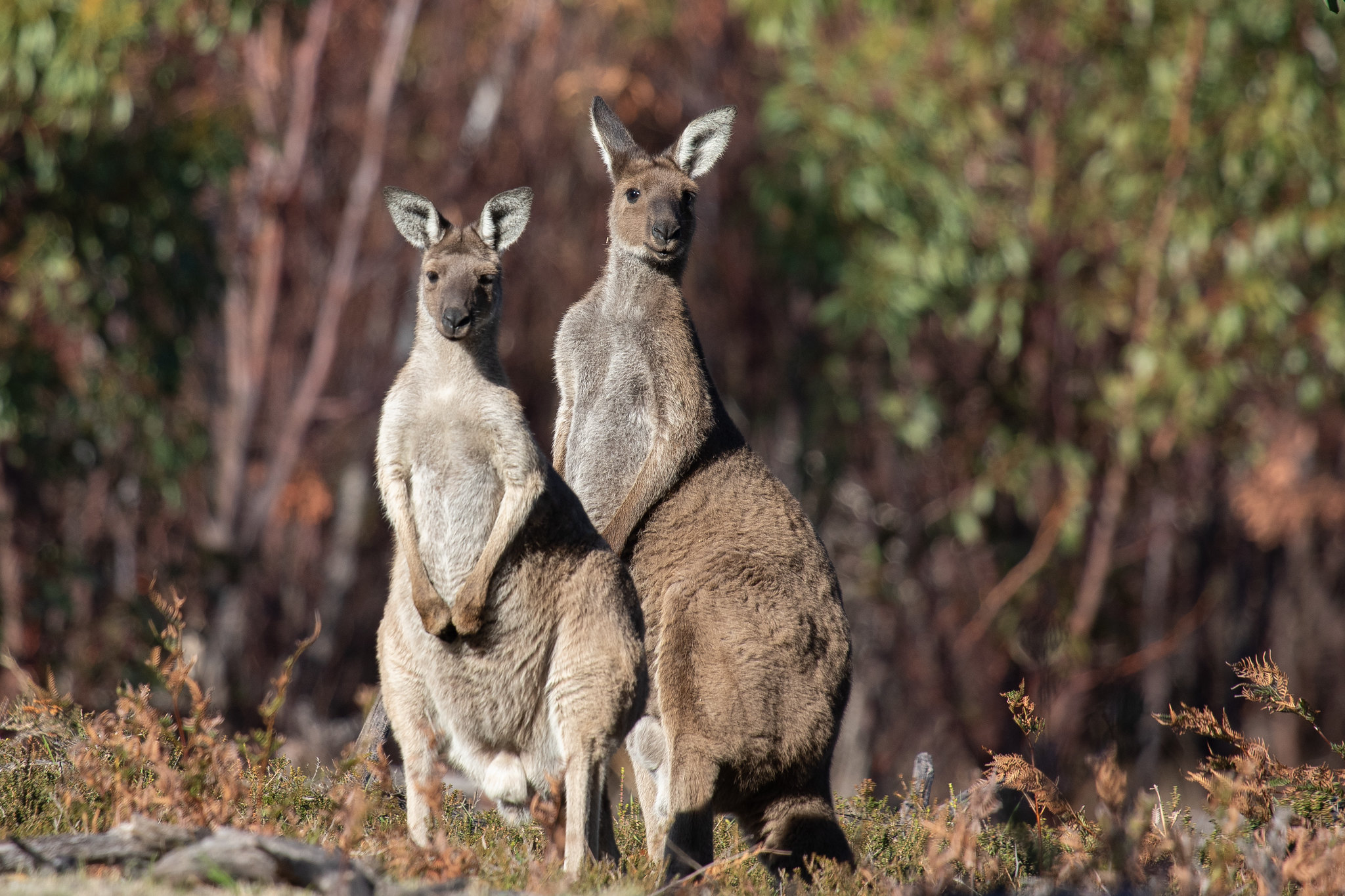 Western Gray Kangaroo Facts, Habitat, Conservation Status, Zoo ...