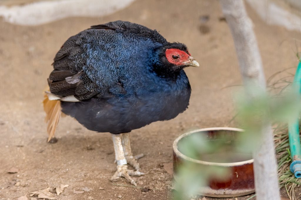 Edwards's Pheasant Facts, Habitat, Conservation Status, Zoo Populations ...
