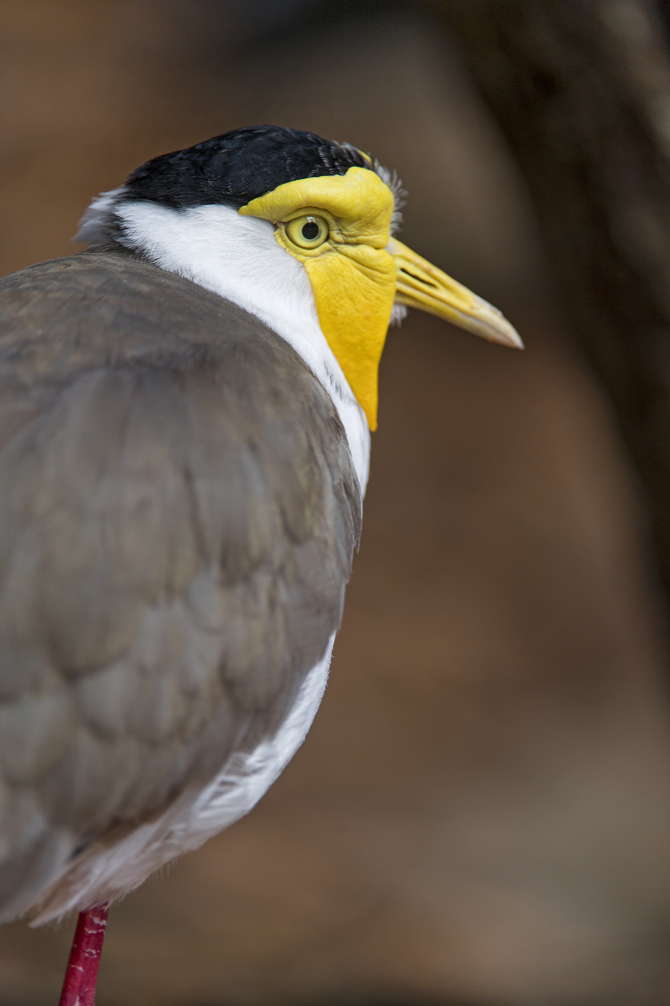 Masked Lapwing Facts, Habitat, Conservation Status, Zoo Populations ...