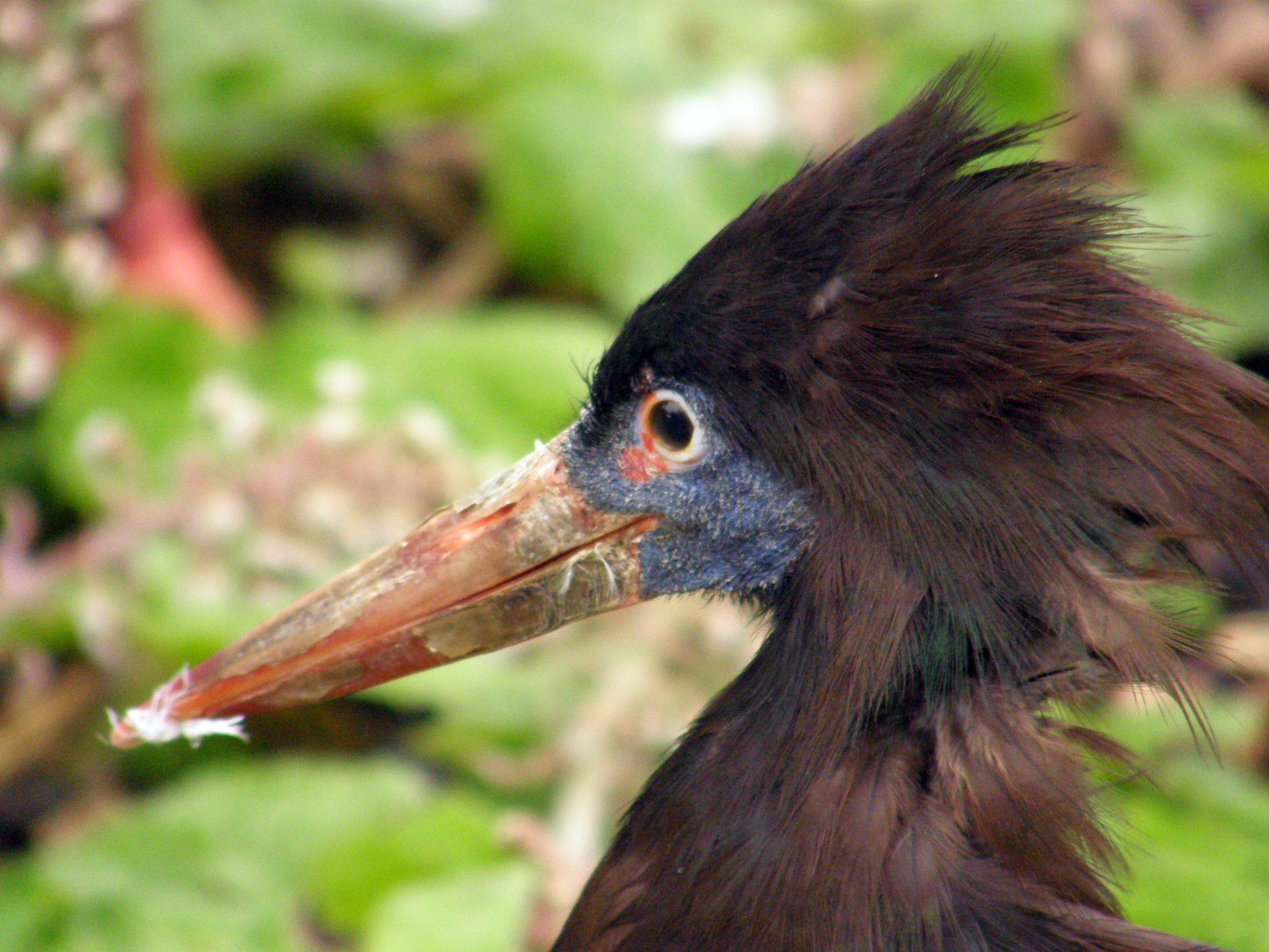 Abdim's Stork Facts, Habitat, Conservation Status, Zoo Populations ...