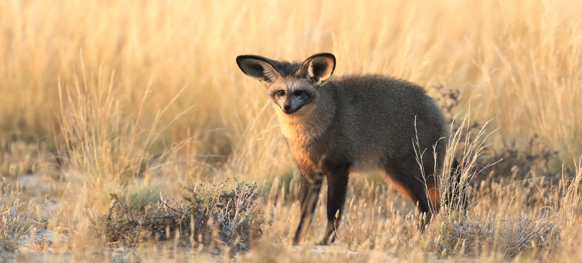 Definitive Guide To Red Fox Facts, Habitat, Conservation Status, Zoo ...