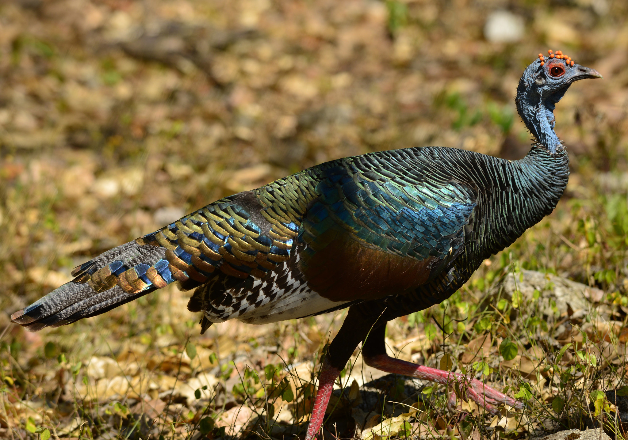 Definitive Guide To Ocellated Turkey Facts, Habitat, Conservation ...