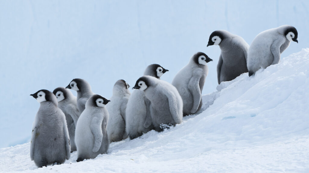 Definitive Guide To Emperor Penguin Facts, Habitat, Conservation Status ...