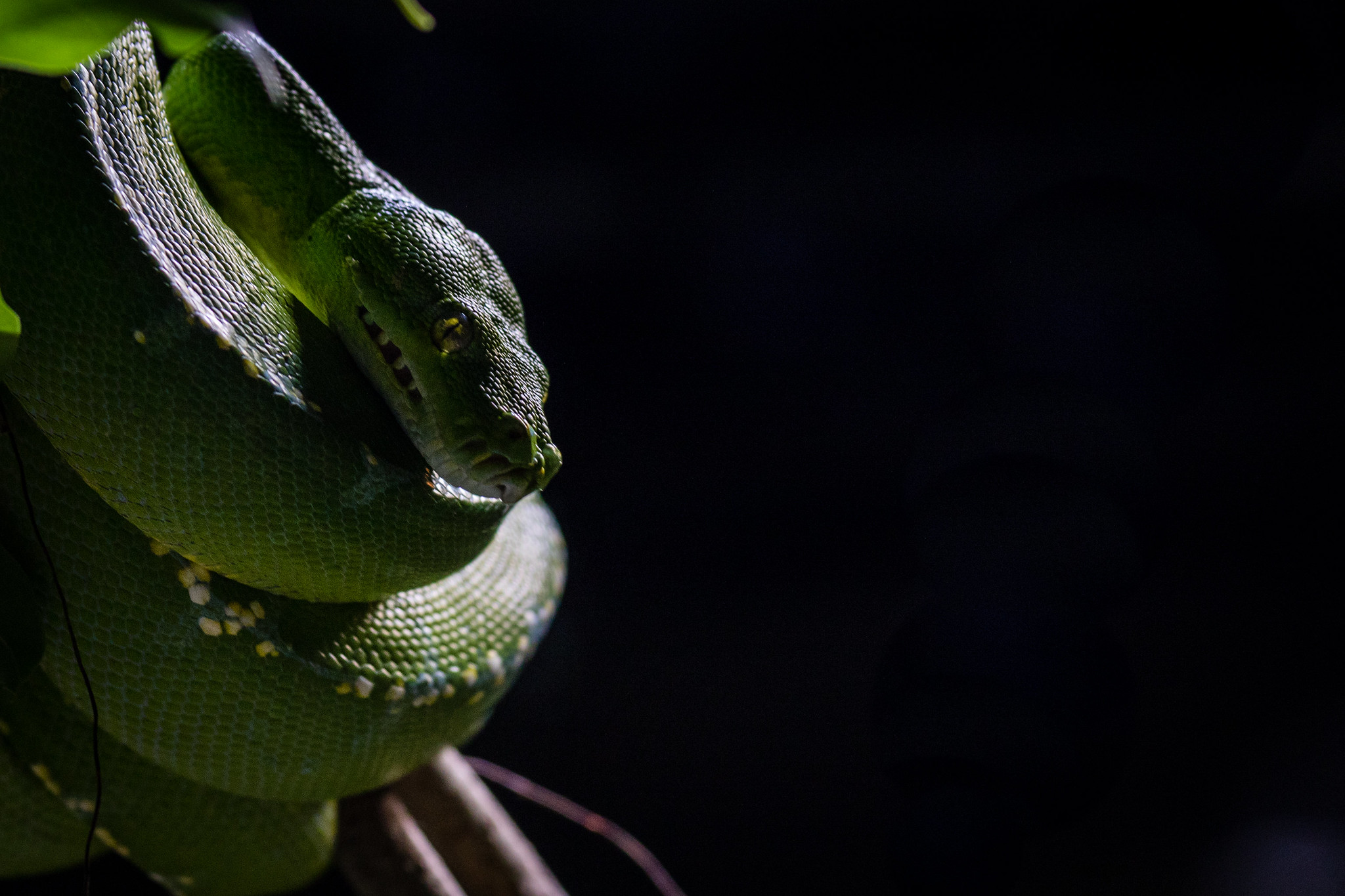 Emerald Tree Boa Facts, Habitat, Conservation Status, Zoo Populations ...