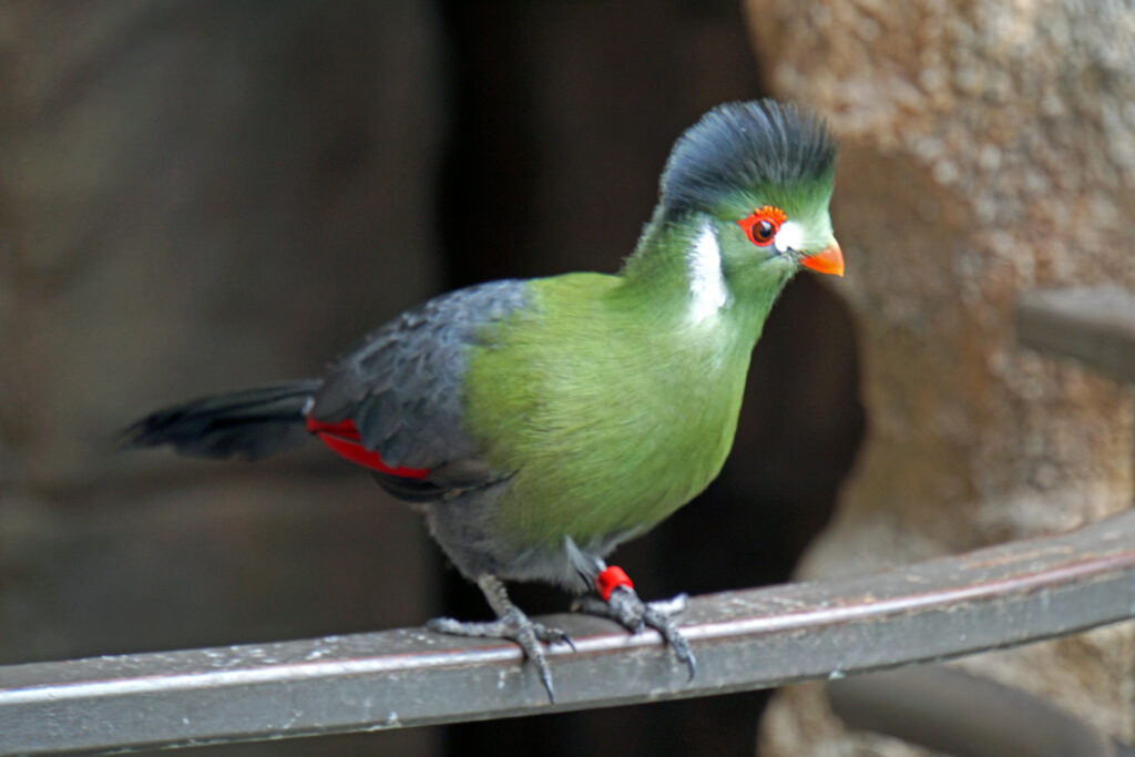 Definitive Guide To White-cheeked Turaco Facts, Habitat, Conservation ...