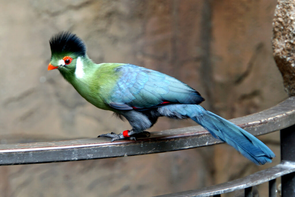 Definitive Guide To White-cheeked Turaco Facts, Habitat, Conservation ...