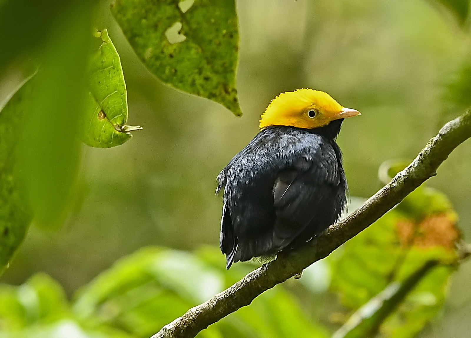 Definitive Guide To Golden-headed Manakin Facts, Habitat, Conservation ...