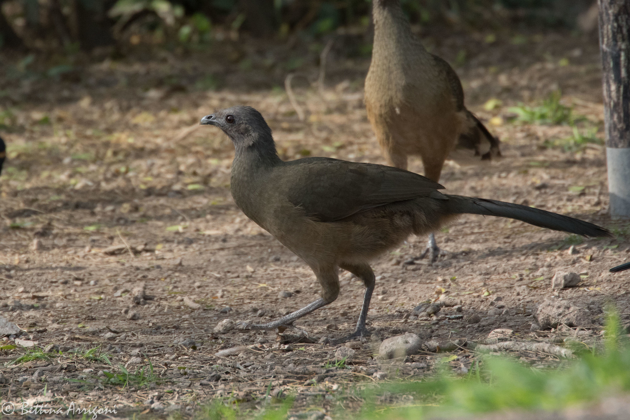 Definitive Guide To Plain Chachalaca Facts, Habitat, Conservation ...