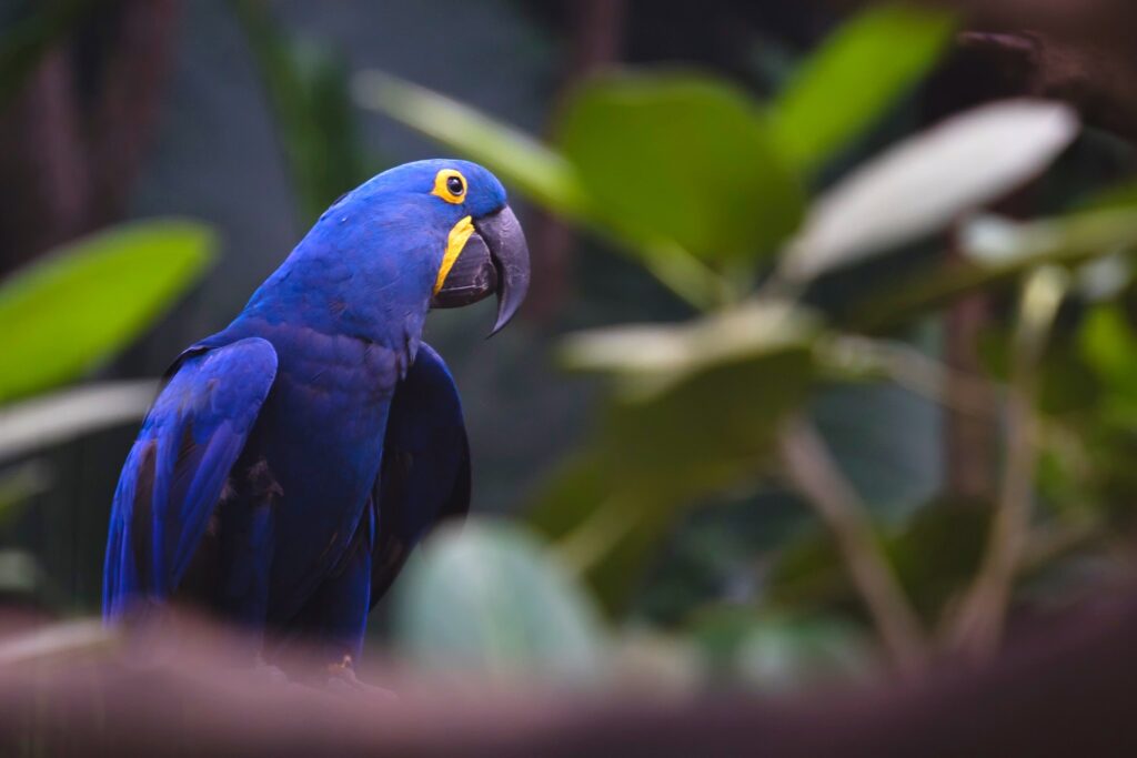 Definitive Guide To Hyacinth Macaw Facts, Habitat, Conservation Status ...