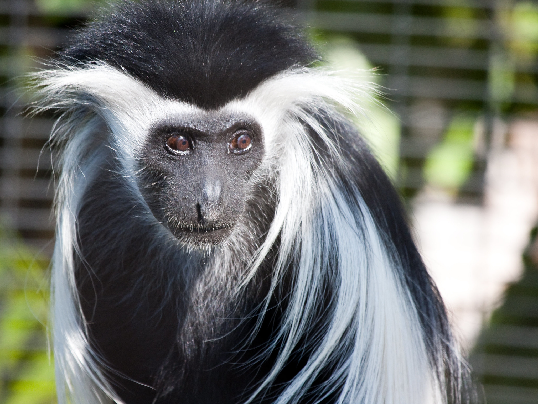 Definitive Guide To Angolan Colobus Facts, Habitat, Conservation Status ...