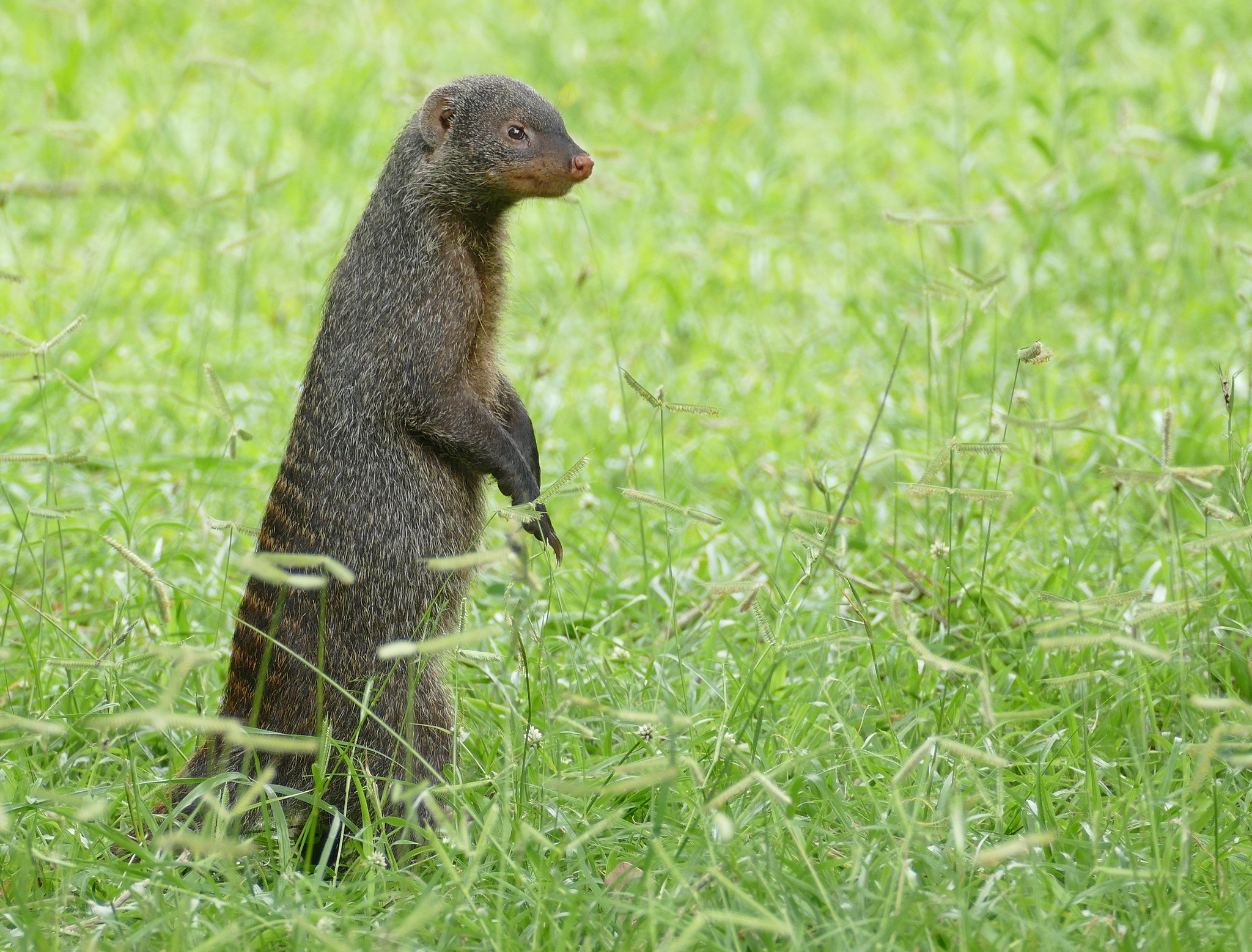 Definitive Guide To Banded Mongoose Facts, Habitat, Conservation Status ...