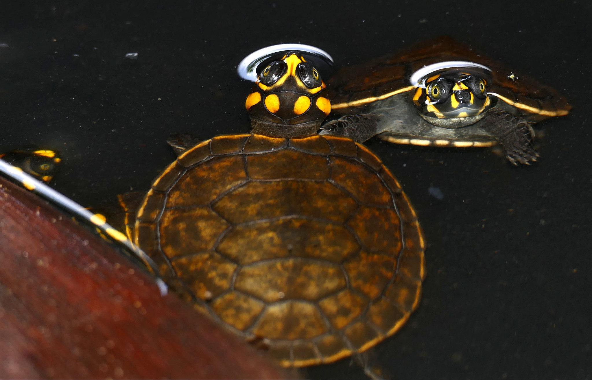 Yellow-spotted River Turtle Facts, Habitat, Conservation Status, Zoo ...