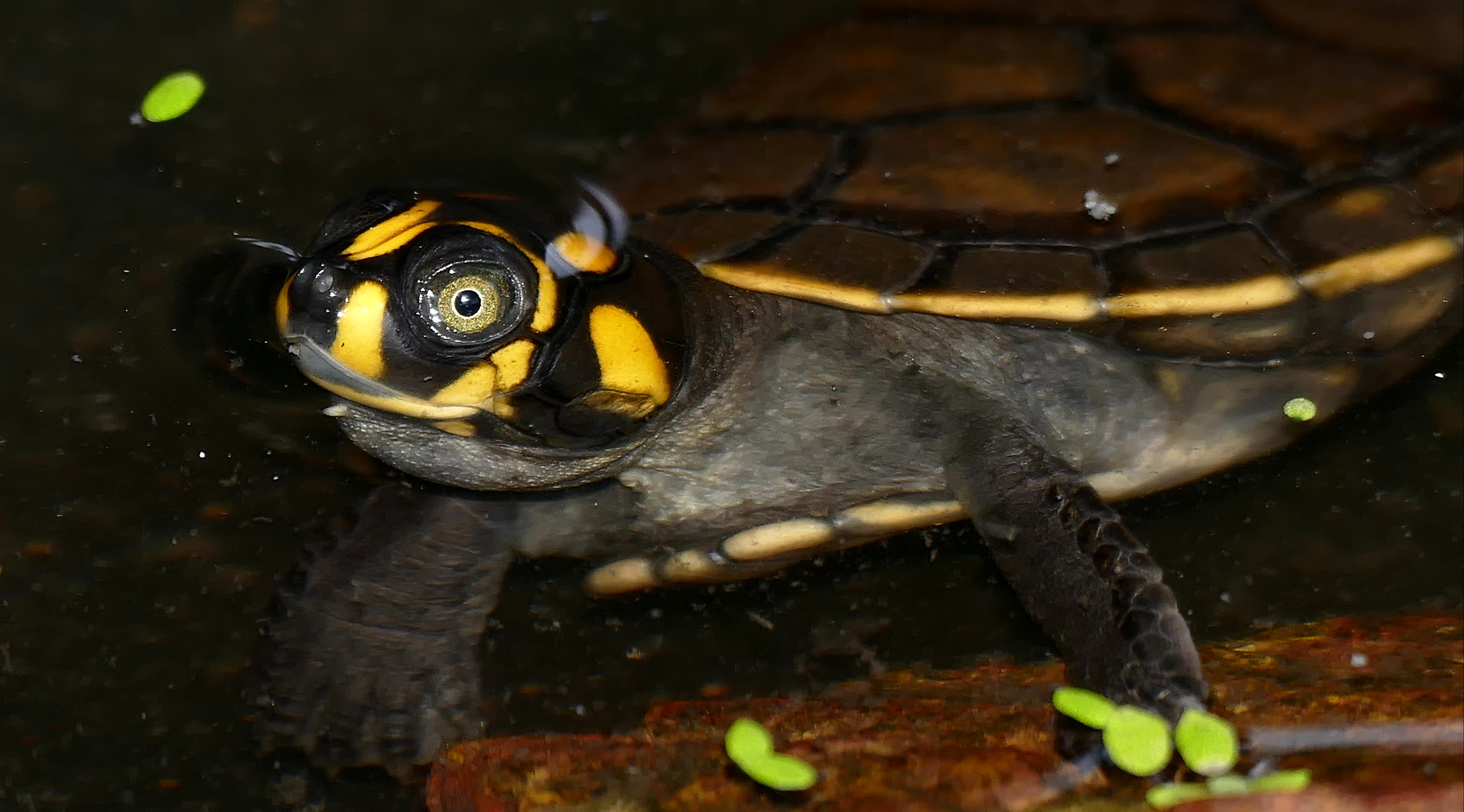 Yellow-spotted River Turtle Facts, Habitat, Conservation Status, Zoo ...